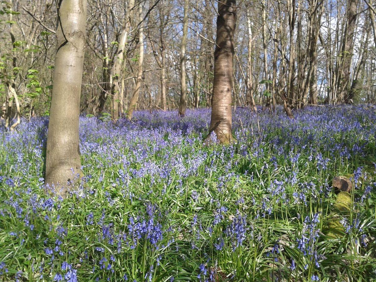 Trosley Country Park
